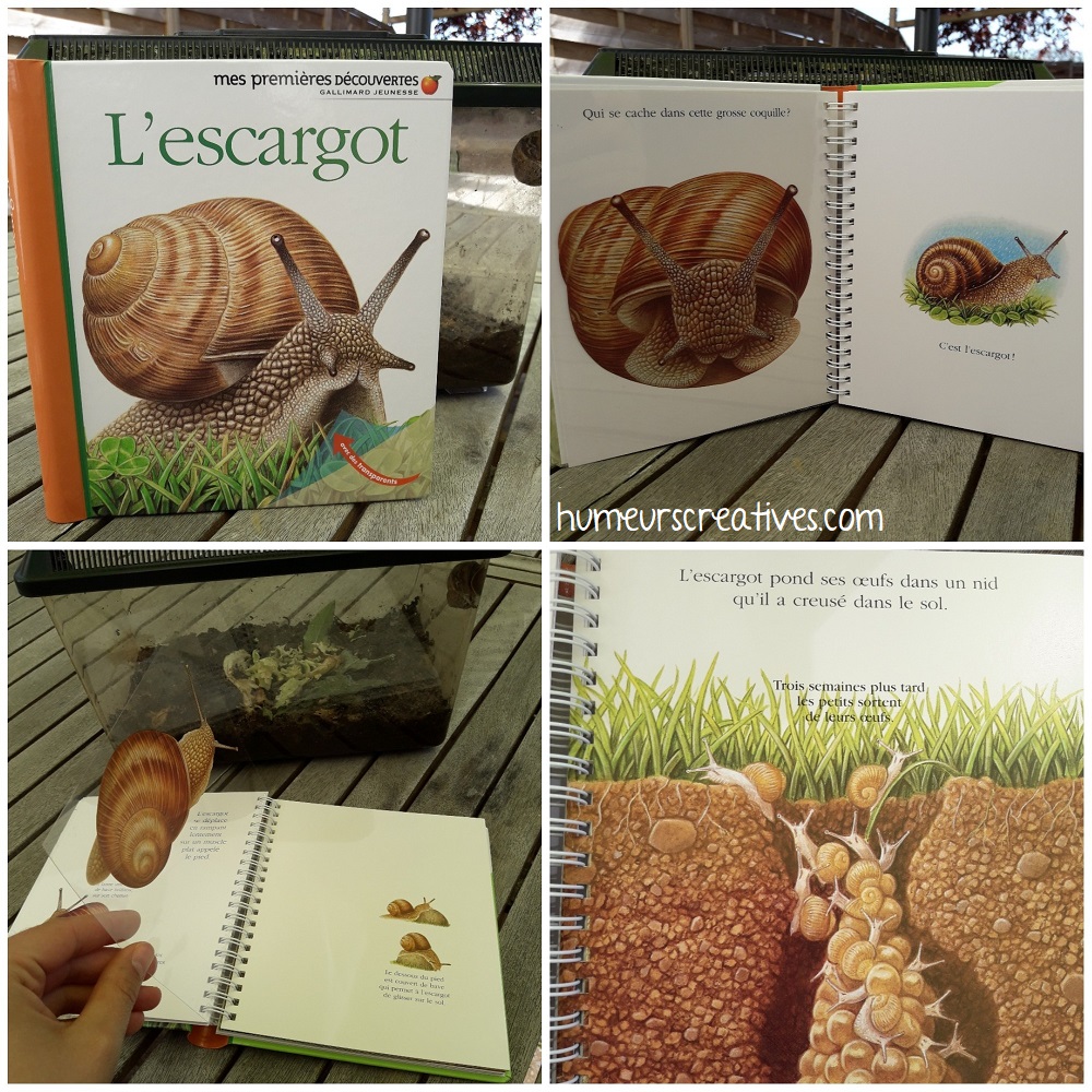 Les escargots, activités pour enfants