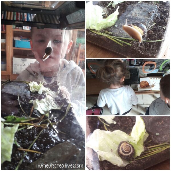 Les escargots, activités pour enfants